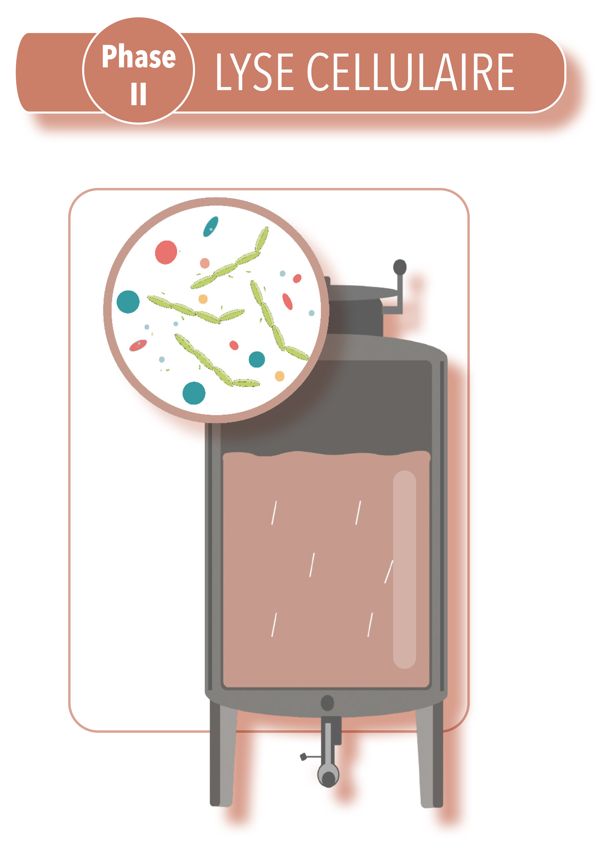 Bioactivité Maitrisée et assimilation remarquable